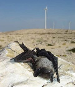 Why Bats Are Insanely Attracted To Wind Turbines?